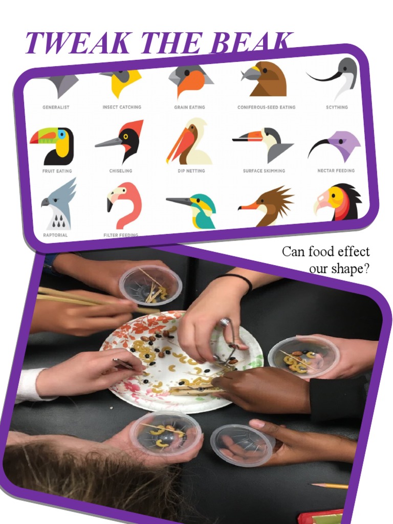 Tweak The Beak: Can Food Effect Our Shape? | PDF | Adaptation ...