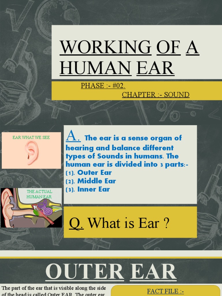 Working of A Human Ear: PHASE:-#02. Chapter: - Sound | PDF | Ear ...