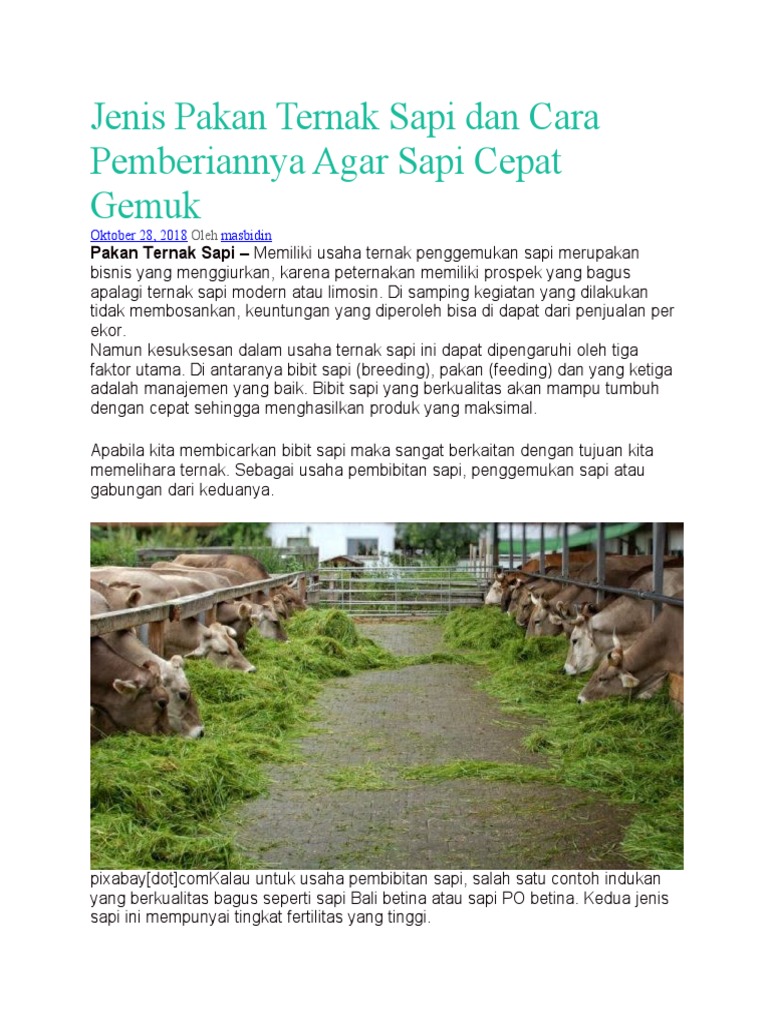 Jenis Pakan Ternak Sapi Dan Cara Pemberiannya Agar Sapi Cepat Gemuk ...