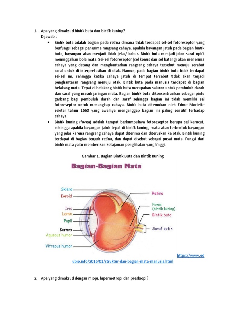 Apa Yang Dimaksud Bintik Buta Dan Bintik Kuning | PDF | Sains & Matematika