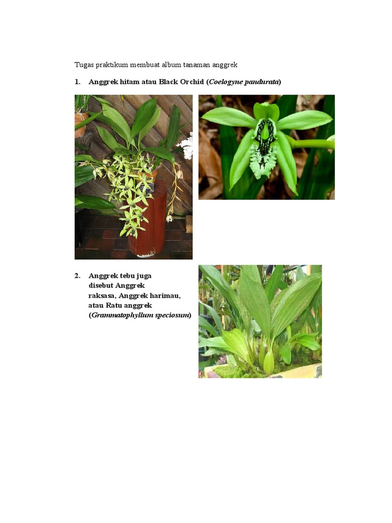 Album Jenis-Jenis Anggrek Indonesia | PDF