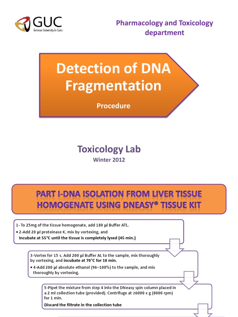 Detection of DNA Fragmentation: Toxicology Lab | PDF | Agarose Gel ...