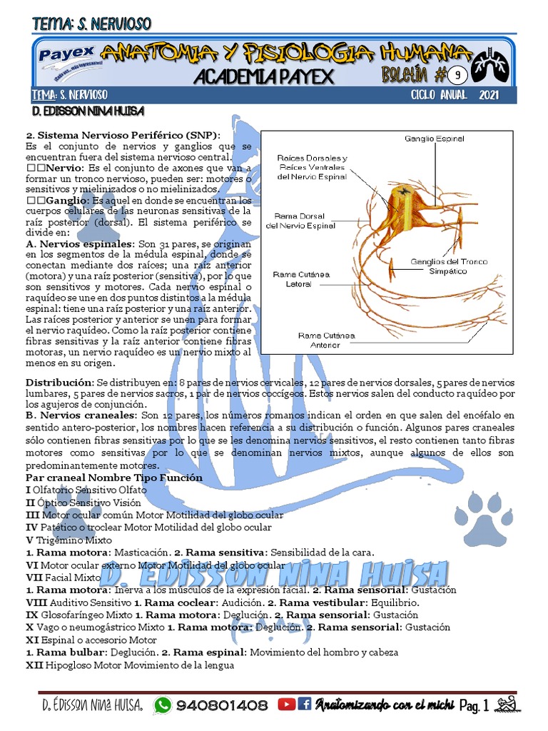Anatomia Boletin 9 | PDF | Nervio | Sinapsis
