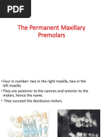 Maxillary 1st Premolar | PDF | Dental Anatomy | Tooth