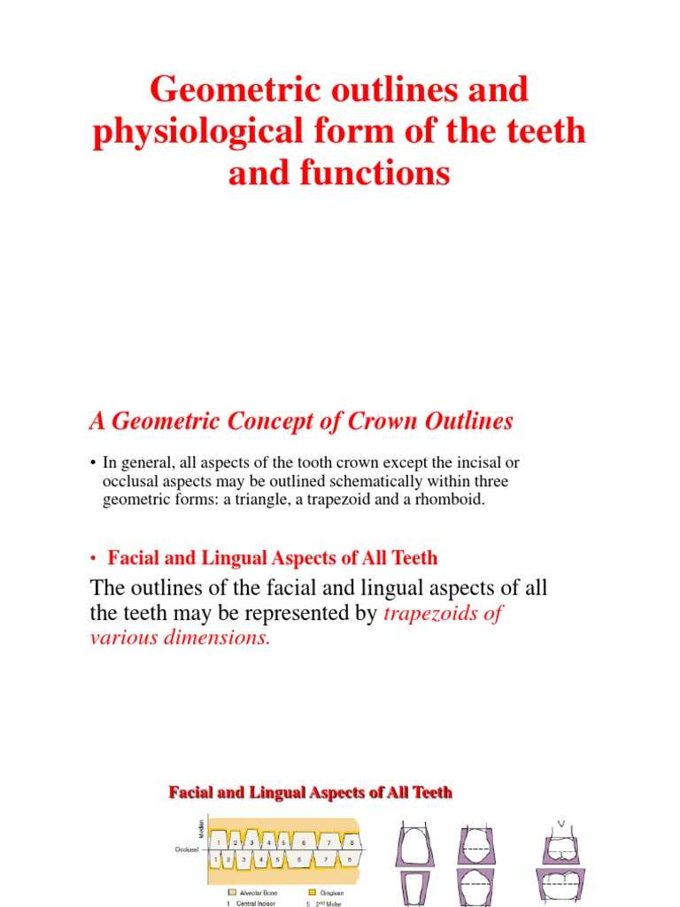 Geometric Outlines and Physiological Form of The Teeth and Functions ...
