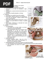 Regiones de La Cara | PDF | Cara | Cabeza y cuello humanos