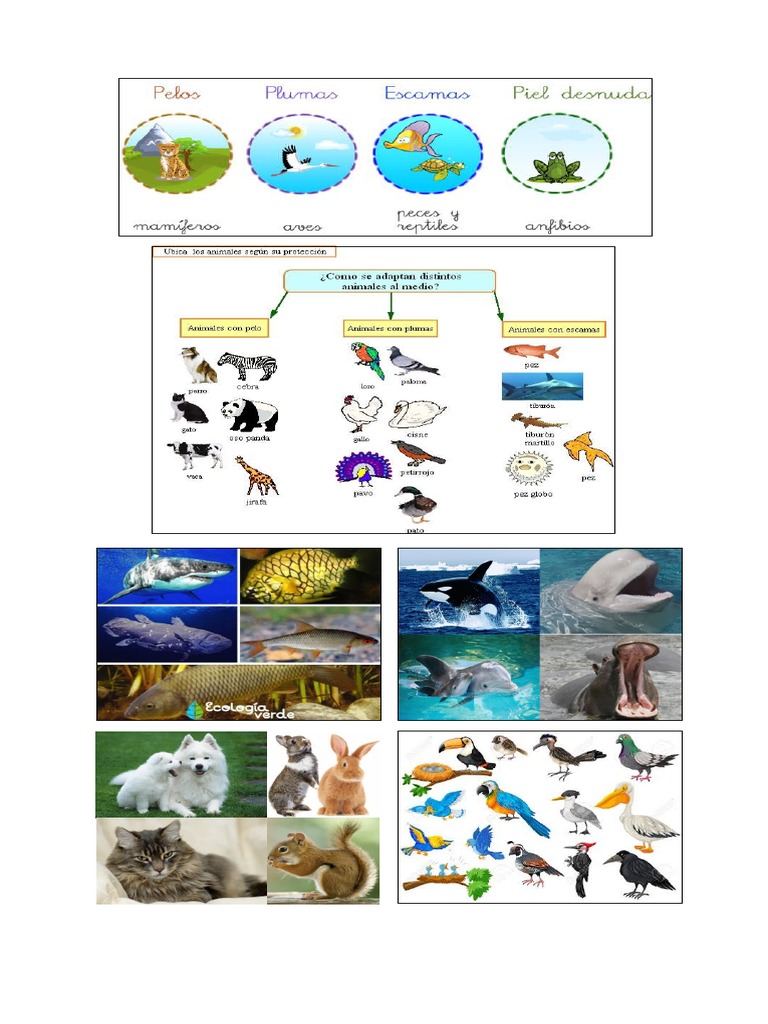 ANIMALES CUBIERTOS DE PLUMAS, PIEL, PELO Y ESCAMAS
