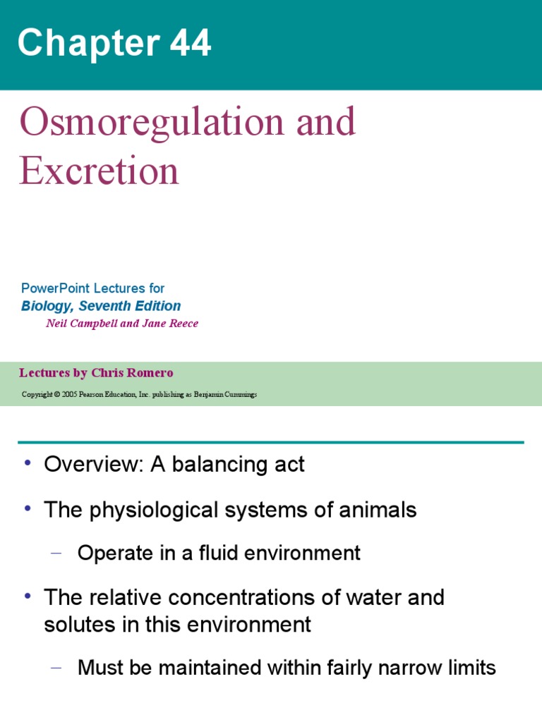 Osmoregulation and Excretion: Powerpoint Lectures For | PDF | Kidney ...