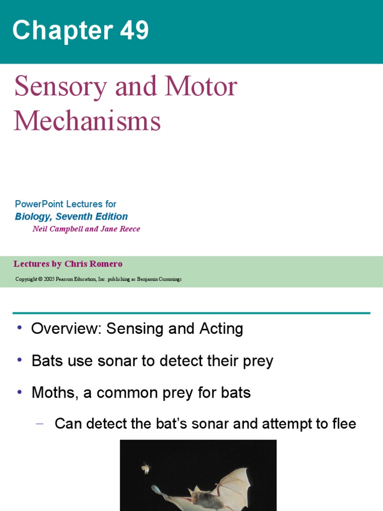 Sensory and Motor Mechanisms: Powerpoint Lectures For | PDF | Ear ...