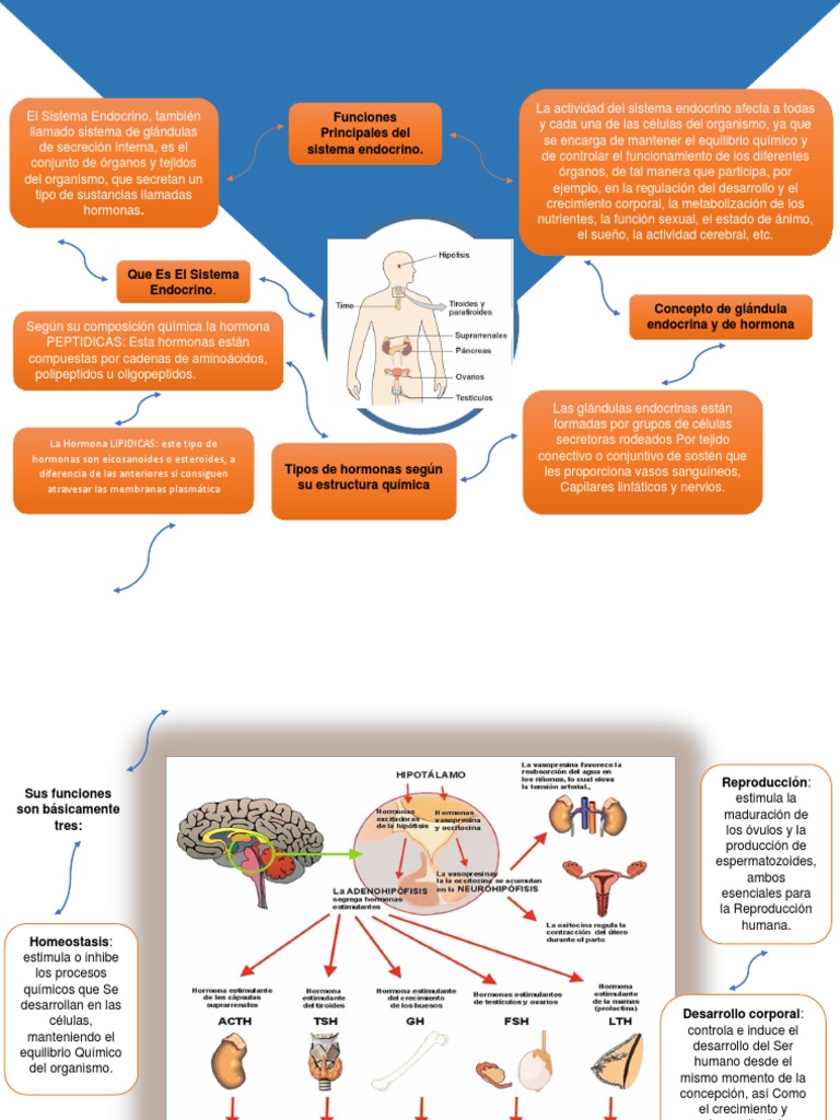 Sistema Endocrino Infografa