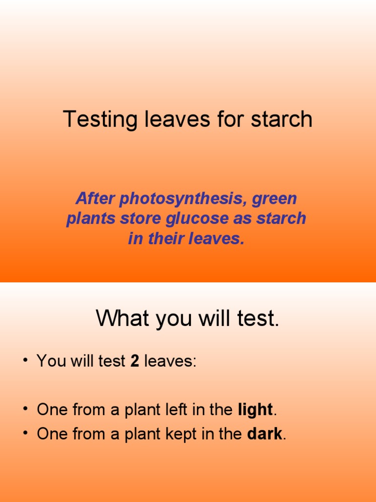 Testing Leaves For Starch: After Photosynthesis, Green Plants Store ...