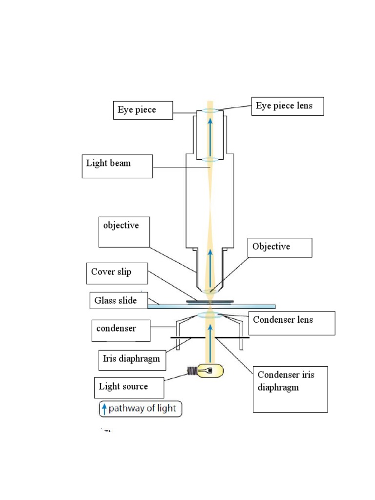 Biology Light Microscope | PDF