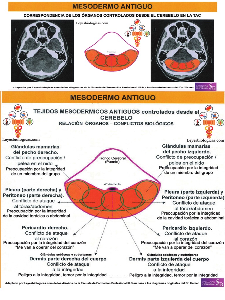 Mesodermo Antiguo | PDF