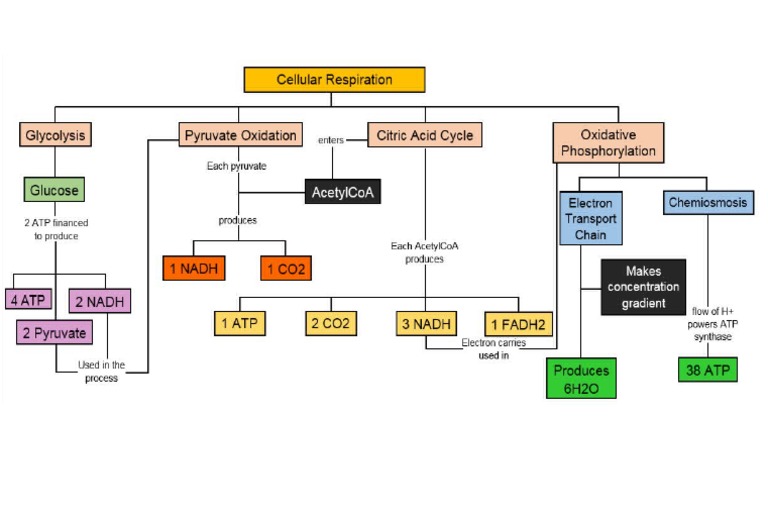 Cellular Respiration Concept Map | PDF