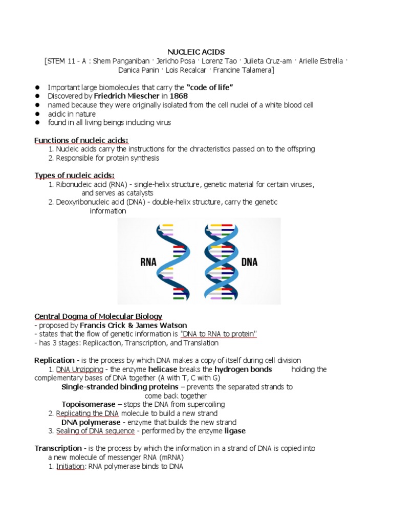 Nucleic Acids | PDF | Nucleic Acid Sequence | Dna
