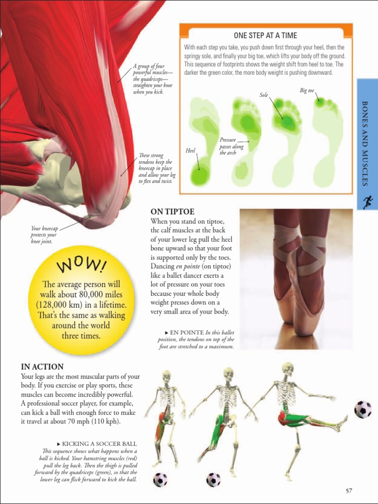 Human Body: Muscles and Circulation | PDF | Vein | Blood Vessel