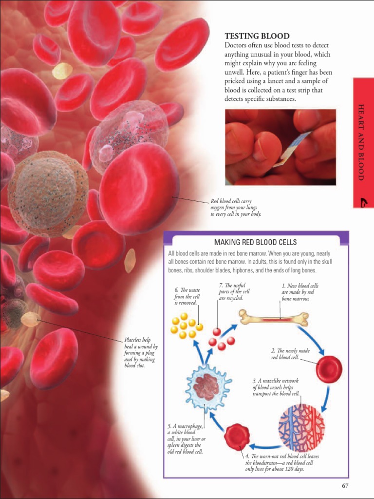Human Body - A Visual Encyclopedia (PDFDrive) - 69-71 | PDF | Blood Type | Blood
