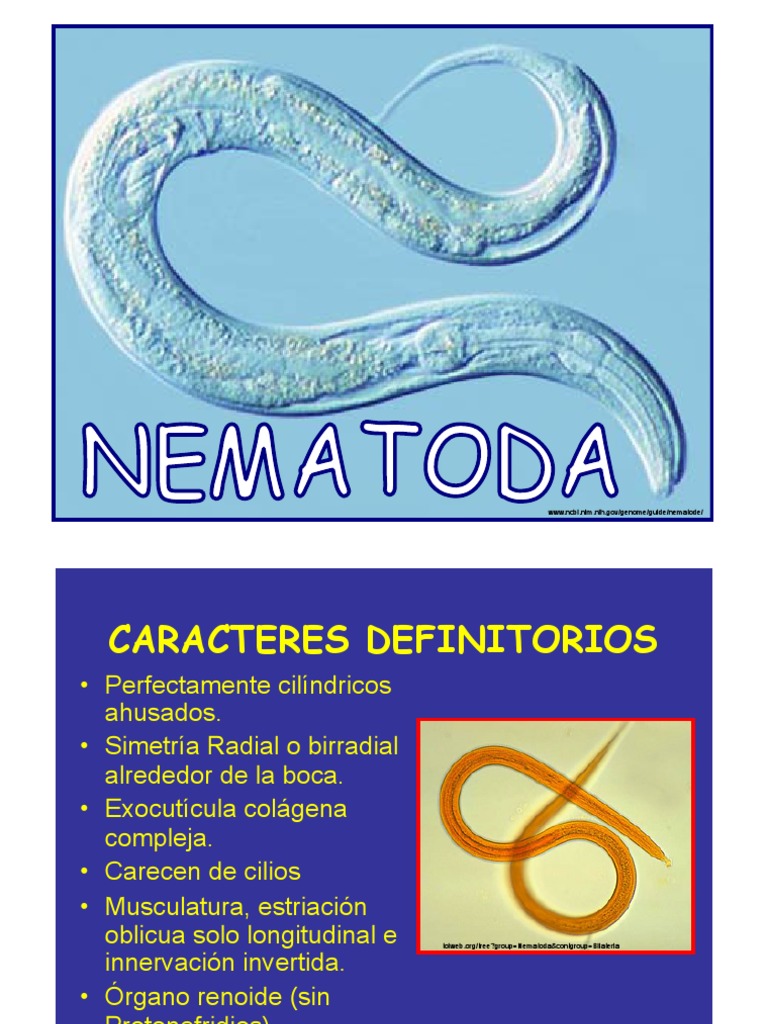 Características morfológicas y taxonómicas de los nematodos | PDF | Nematodo | Biología