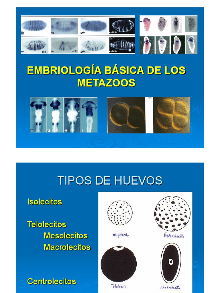 Embriología Metazoos PDF | PDF