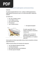 Exploración Física de la Región Inguinal | PDF | Examen físico | Pierna ...