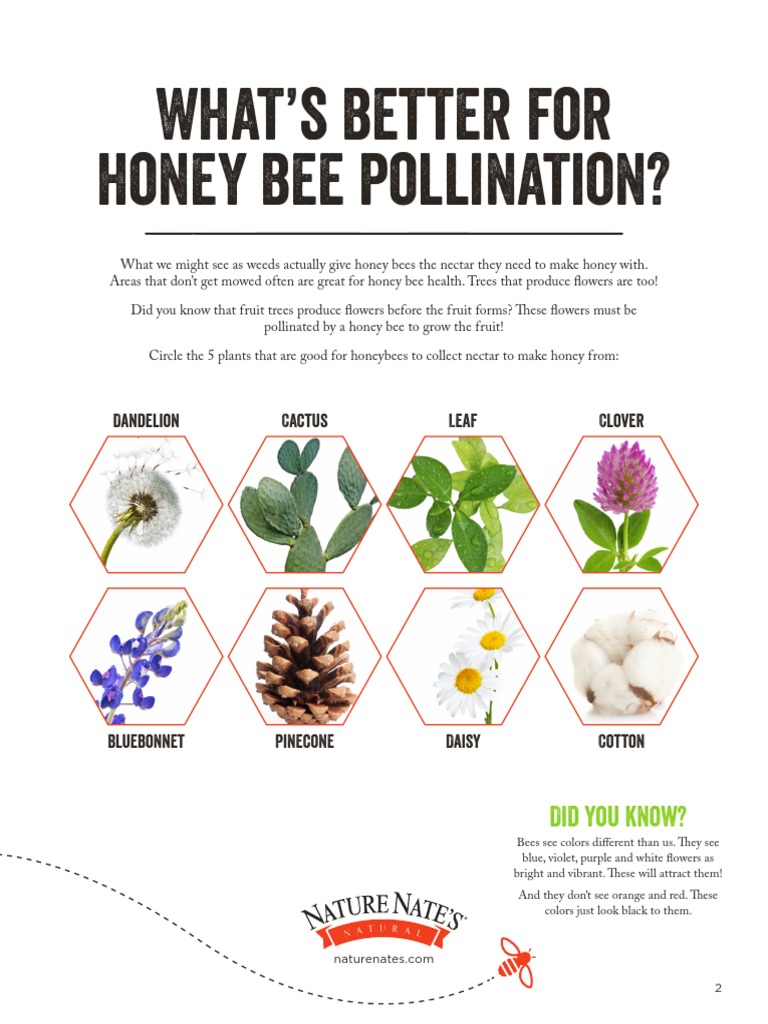 Bee Activity Book | PDF | Bees | Honey Bee