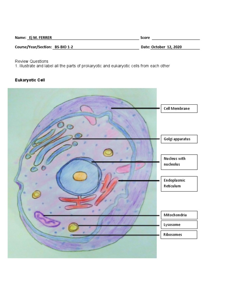 Actvities in General Botany Module 3 | PDF | Osmosis | Chloroplast