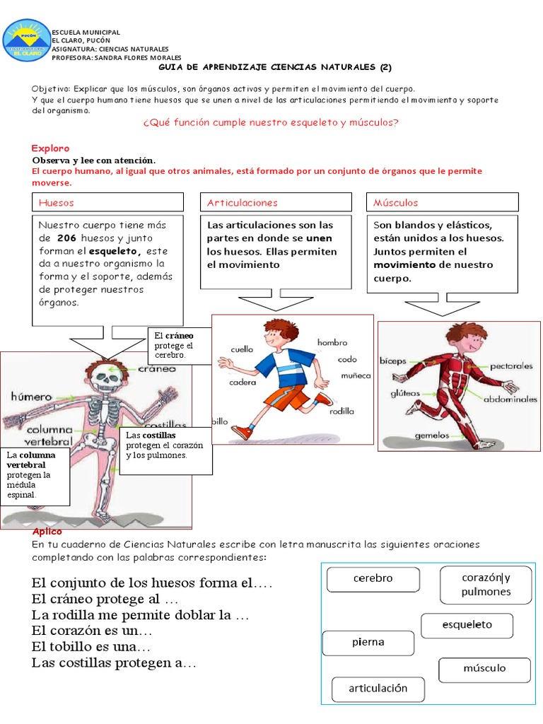 Función del Esqueleto y Músculos | PDF