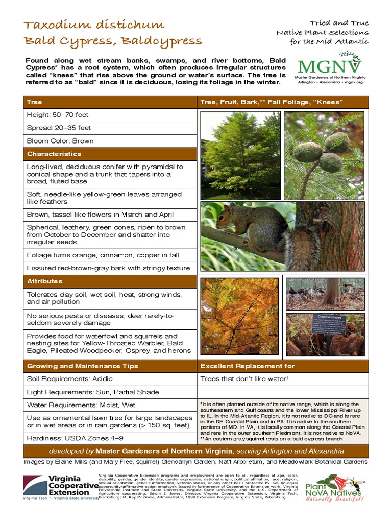 Taxodium Distichum Bald Cypress, Baldcypress: Tree Tree, Fruit, Bark ...