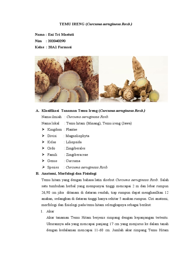Klasifikasi Curcuma Aeruginosa Eni Tri Mastuti | PDF