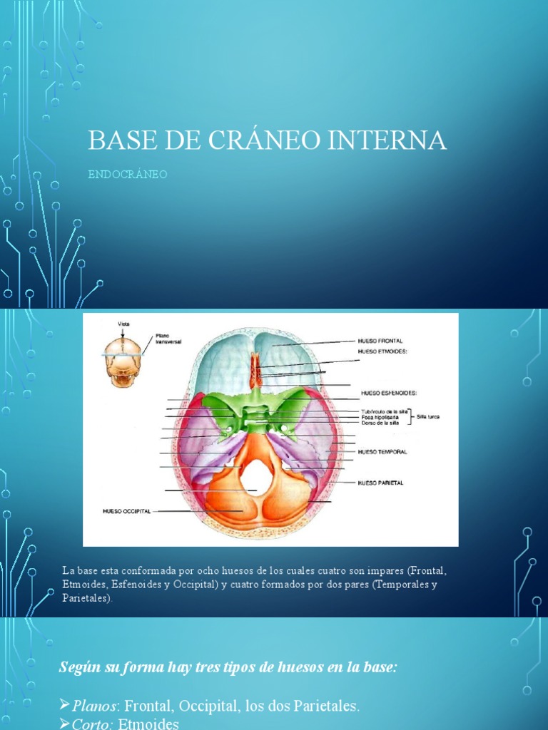 Base Interna Del Craneo o Endocraneo | PDF | Cráneo | Cabeza y cuello ...