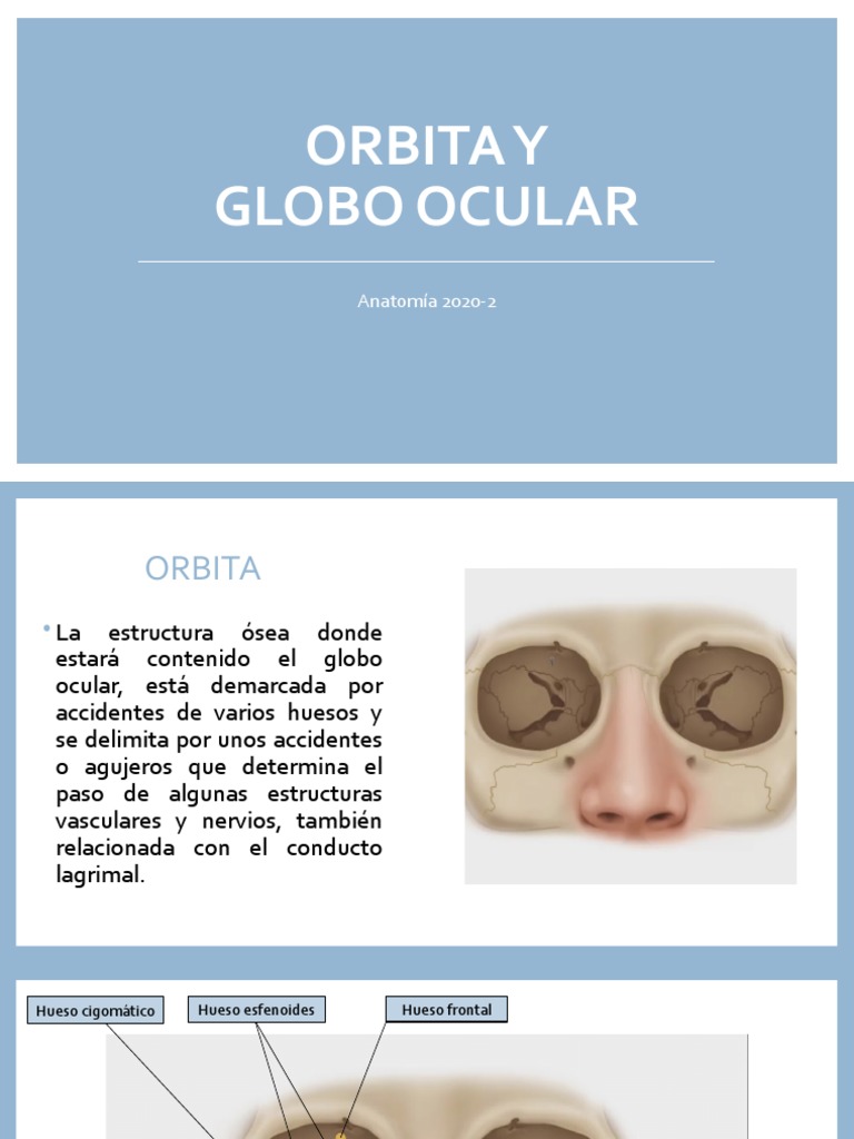 Orbita y Globo Ocular | PDF | Ojo | Sistema esquelético