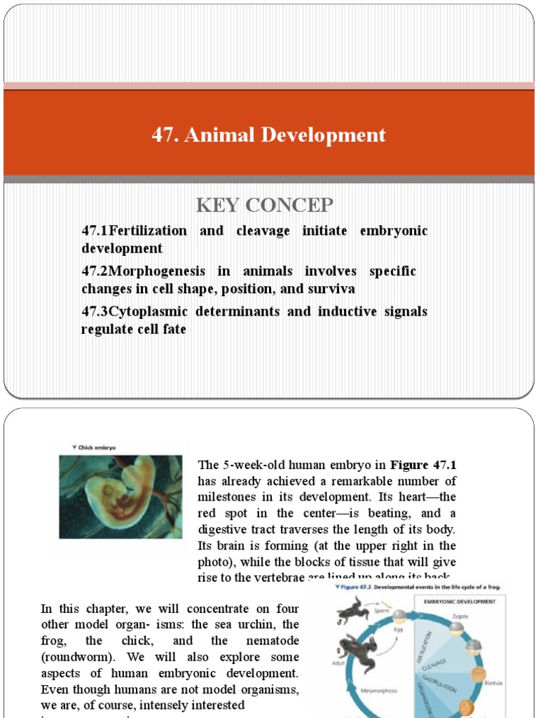 Animal Development: Key Concep | PDF | Developmental Biology ...