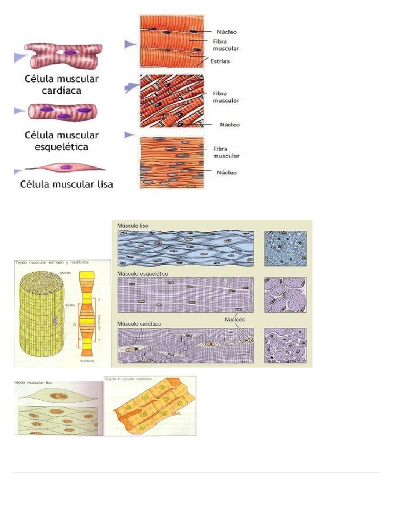 Función Contráctil | PDF