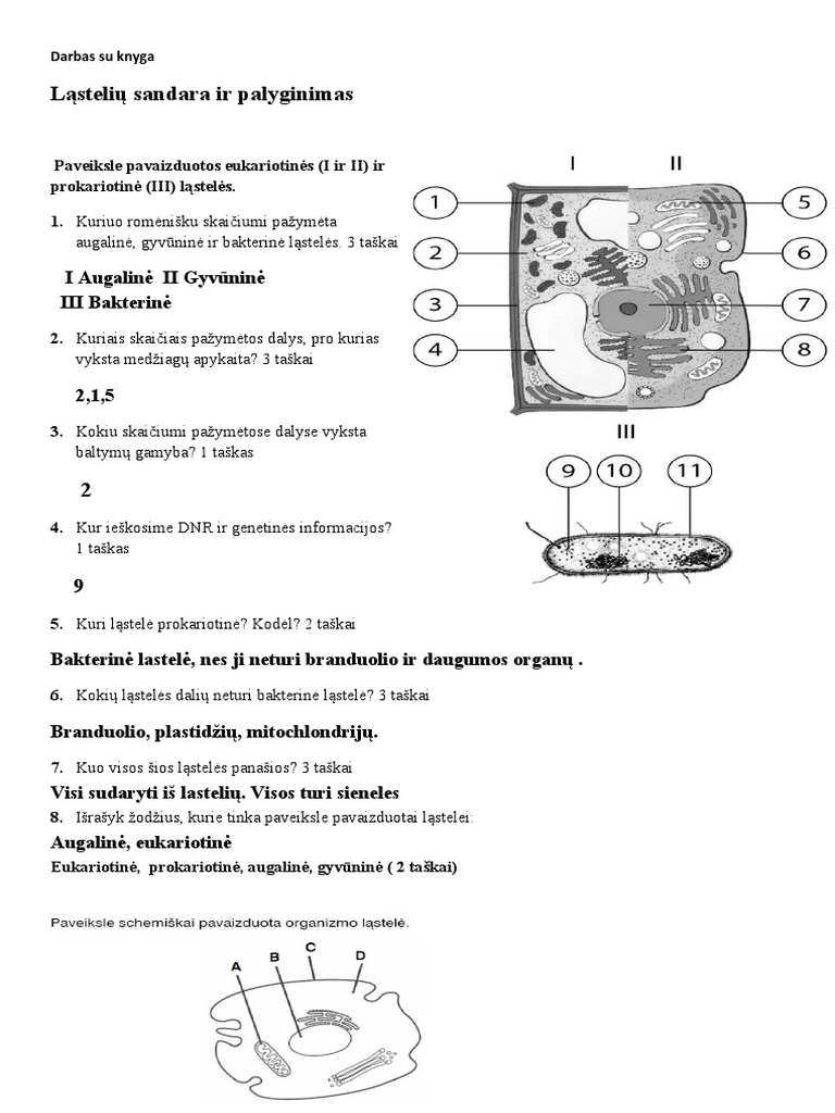 Lasteliu Palyginimas | PDF