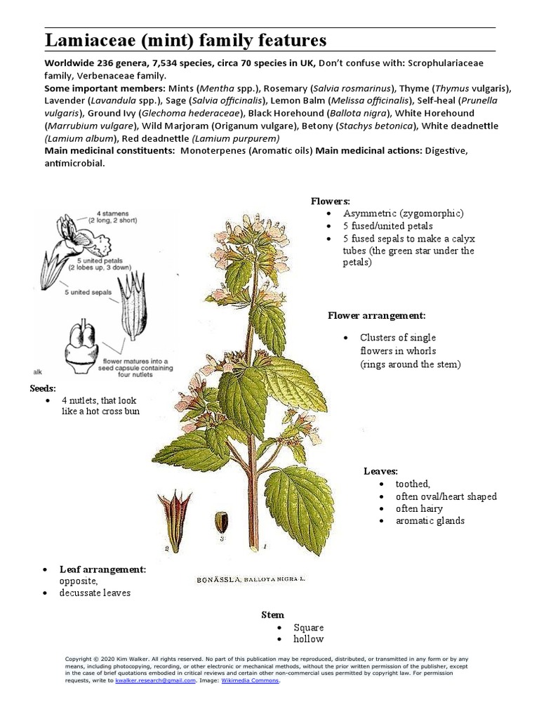 Lamiaceae (Mint) Family Features | PDF | Herbs And Spices | Medicinal ...