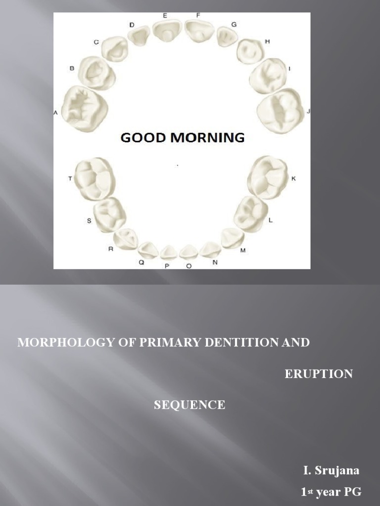 Primary Dentition Morphology and Eruption | PDF | Tooth | Dental Anatomy