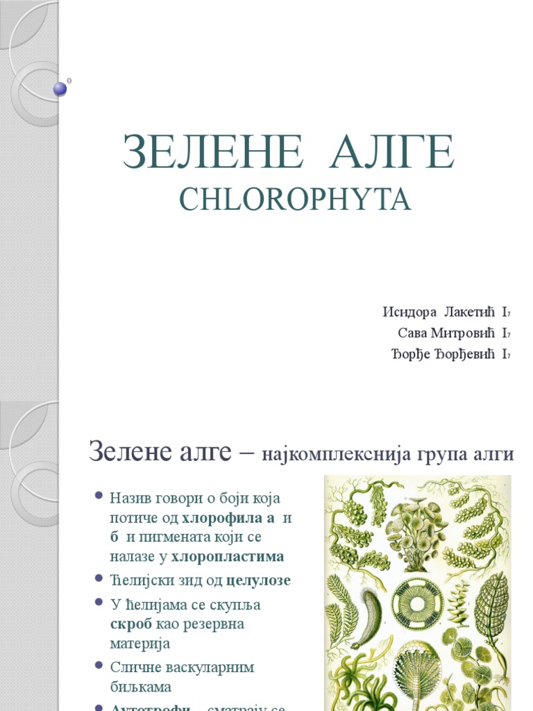 ZELENE ALGE Prezentacija | PDF