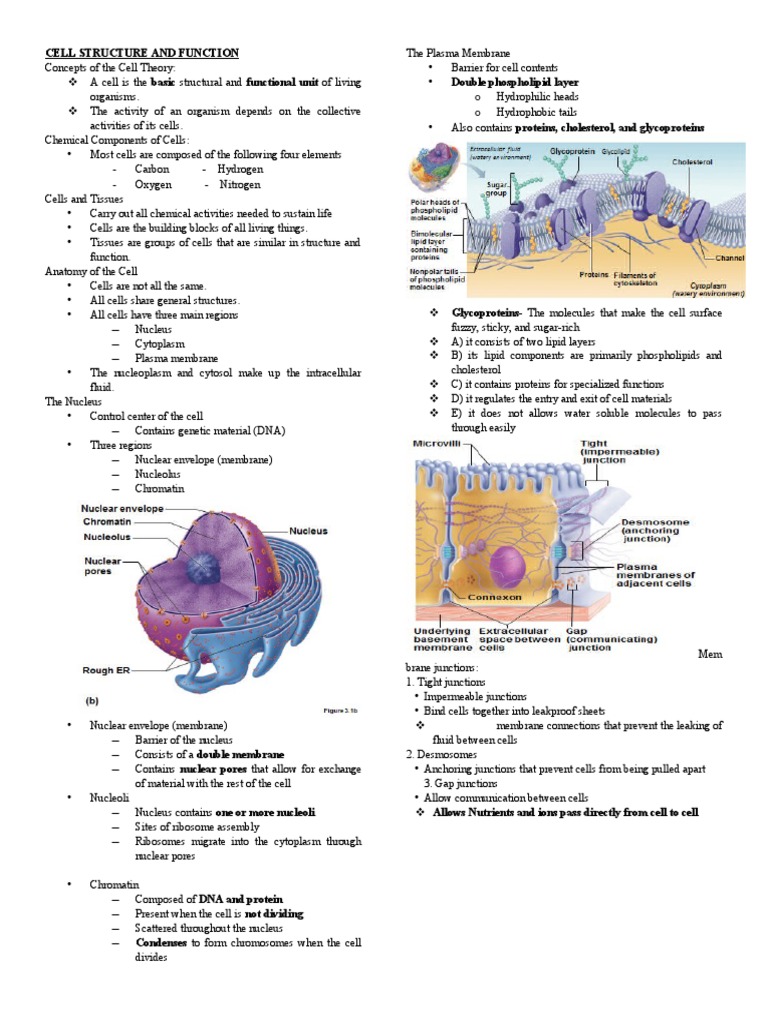 Cell Structure and Function | PDF | Epithelium | Cell Membrane