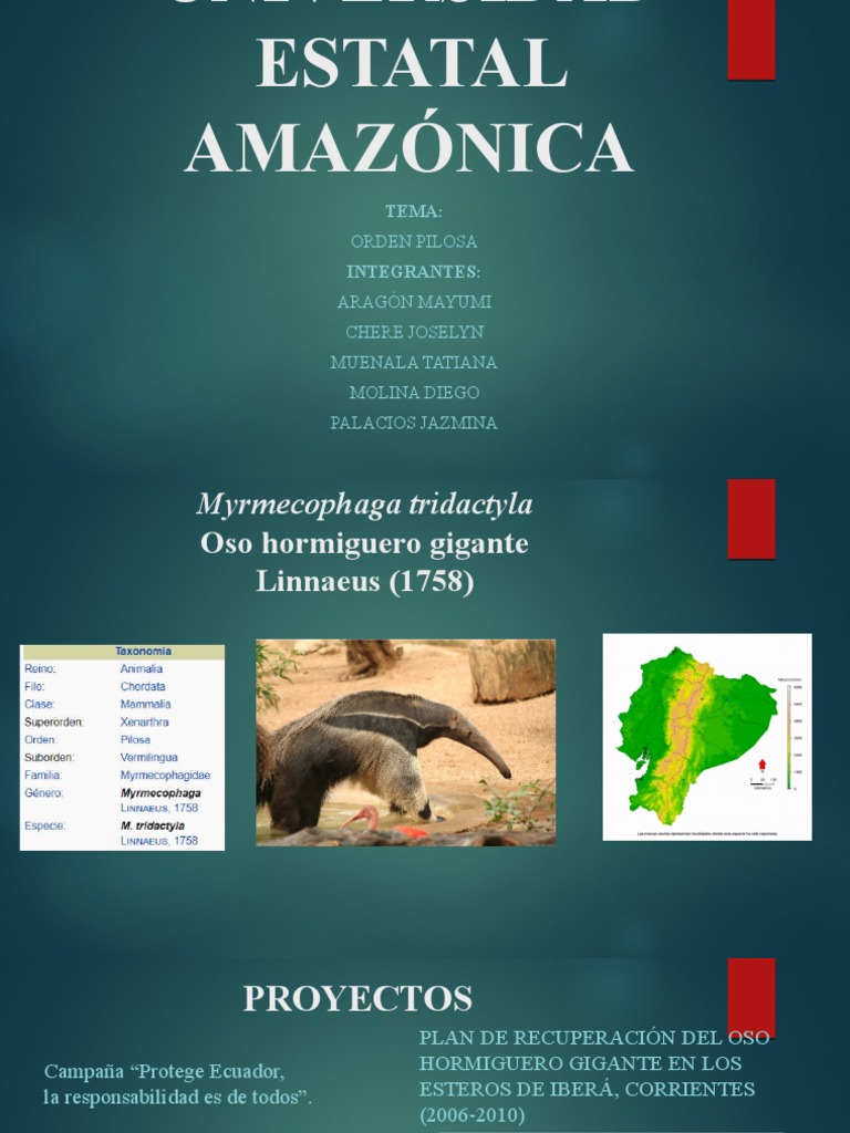Orden Pilosa | PDF