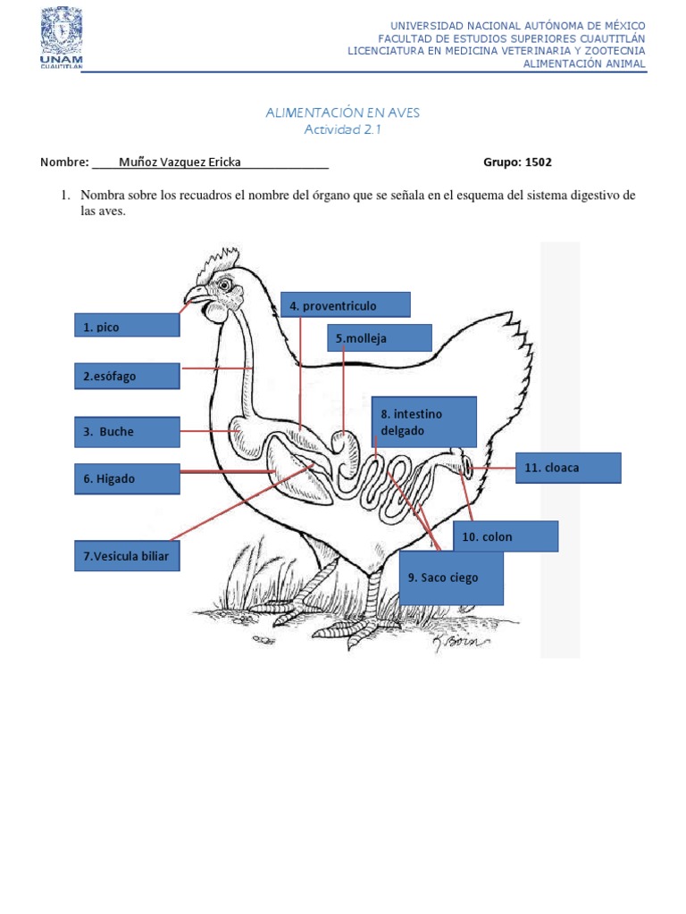 Anatomía y Fisiología Digestiva de Aves | PDF | Digestión | Sistema ...