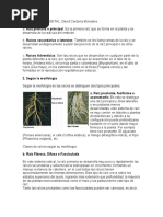 Tricomas - Qué Son, Función y Tipos | PDF | Plantas | Hoja