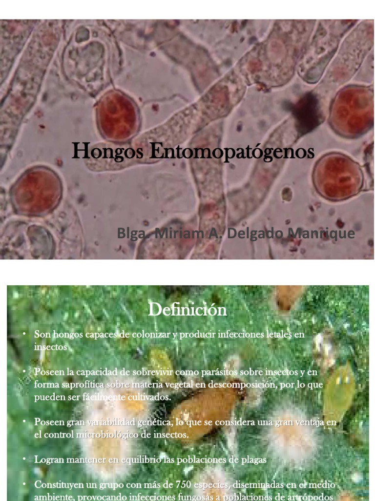 Hongos y Virus Entomopatógenos Miriam PDF | PDF | Insectos | Organismos