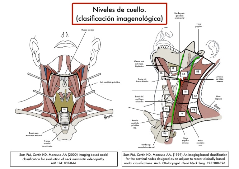 An Illustrated Guide to the Levels of the Neck: An Imaging-Based ...