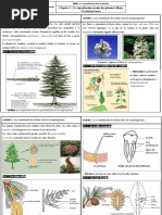 Sortie Écologique | PDF | Écologie | Plantes