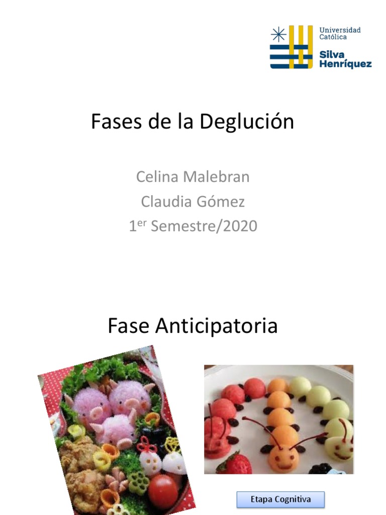 Fases de la Deglución: Guía Completa | PDF | Esófago | Anatomía humana