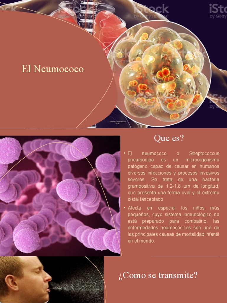 El Neumococo | PDF | Vacunas | Penicilina