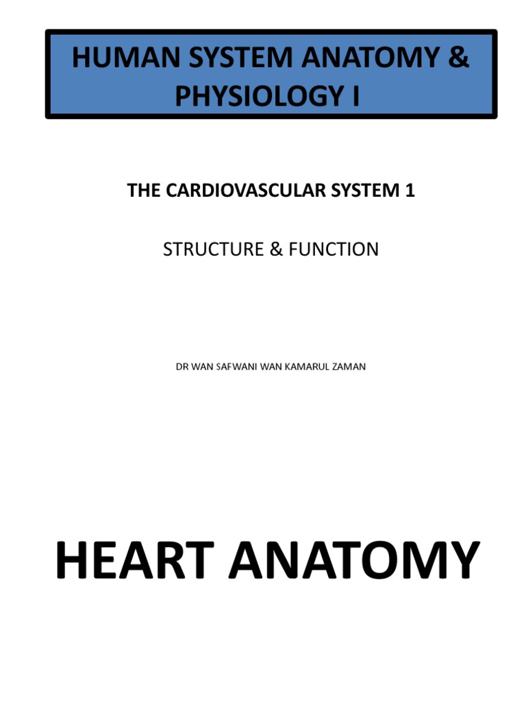 Lecture 3 Cardiovascular System 1 | PDF | Diastole | Heart Valve