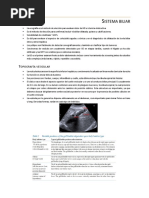 Niveles Axilares de Berg | PDF | Finanzas y dinero