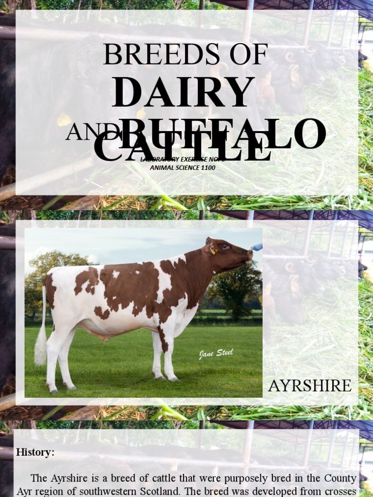 Ayrshire Cattle: Characteristics & History | PDF | Dairy Cattle | Cattle