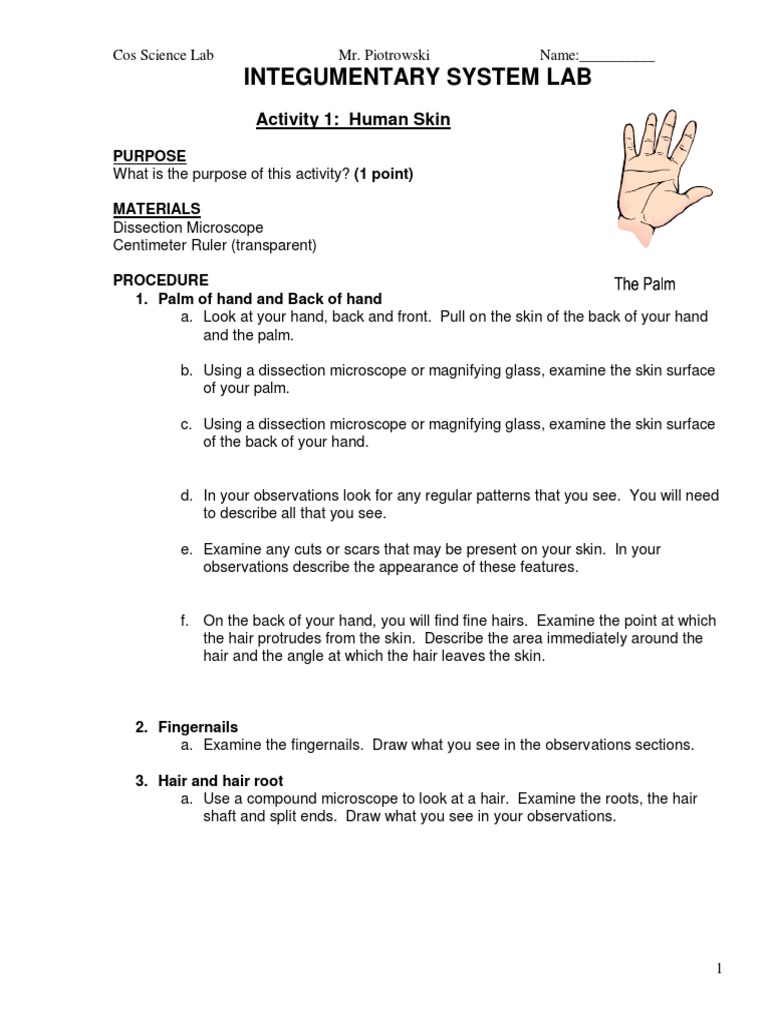 Integumentary System Lab Guide | PDF | Skin | Integumentary System